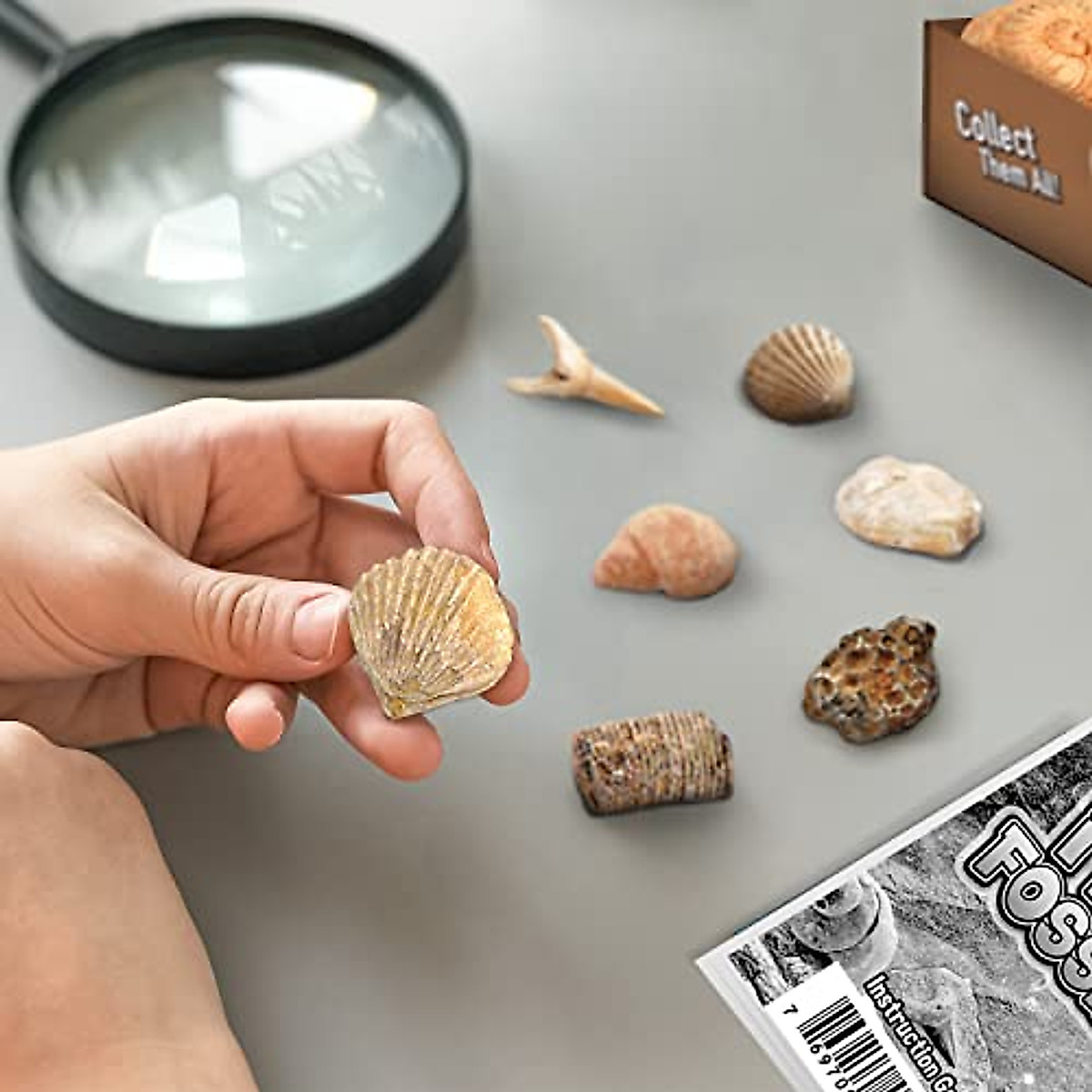 Byncceh Fossil Dig Kit - Educational STEM Science Toys for Kids Ages 6+ - Dig Up 12 Real Fossils & Dinosaur Bones - Digging Activities Kits - Paleontology, Discovery Gifts for Boys & Girls