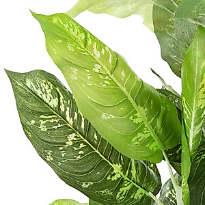 Pure Garden Artificial Dieffenbachia Floor Plant - 40-Inch Potted Faux Greenery for Home or Office Decoration - Natural Looking Polyester Leaves