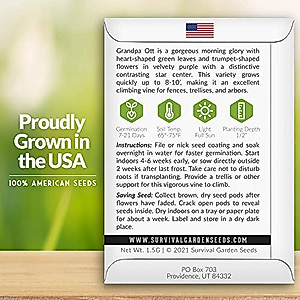 Survival Garden Seeds - Grandpa OTT Morning Glory Seed for Planting - 2 Packs with Instructions to Plant and Grow Ipomoea Purpurea in Your Home Vegetable Garden - Non-GMO Heirloom Variety