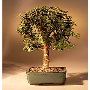 Bonsai Boy's Baby Jade Bonsai Tree - Medium Portulacaria Afra