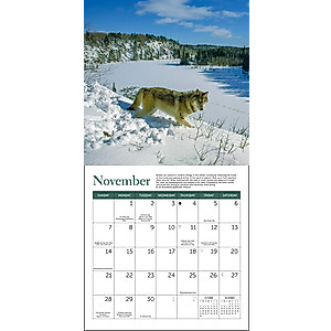 WWF Wolves Mini Wall Calendar 2021, 7" x 7"