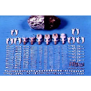 Mountain Home Biological, Inc. Jumbo Owl Pellets, Pack of 5, with Bone Sorting Sheet