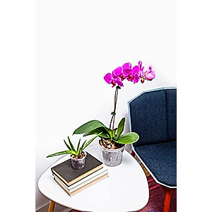 rePotme Orchid Pot - 8 inch Slotted Orchid Pots with Holes - 3 Pack (Crystal Clear)