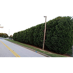 Thuja Arborvitae Green Giant - 12 Live Quart Size Plants - Evergreen Privacy Trees