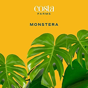 Costa Farms Monstera Swiss Cheese Plant, Live Indoor Plant, Easy to Grow Split Leaf Houseplant in Indoors Garden Plant Pot, Housewarming, Decoration for Home, Office, and Room Decor, 2-3 Feet Tall