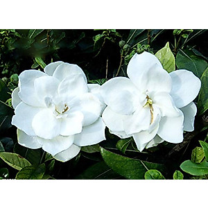 50+ Gardenia Jasminoides Jasmine Shrub Seeds Cape Jasmine Flower Perennial Garden Plant Bonsai