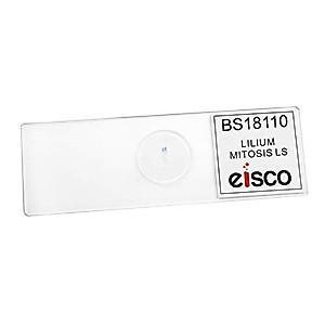 EISCO (Pack of 10) Lilium Mitosis - Prepared Microscope Slides - Classroom Pack, 10 Slides in Storage Case - Biology & Microscopy