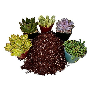 Fat Plants San Diego Premium Cacti and Succulent Potting Mix Soil - for Cactus Palm Tree Citrus Plant Grown in Gardening Containers - Indoors & Outdoors Use - with Natural Food/Fertilizer