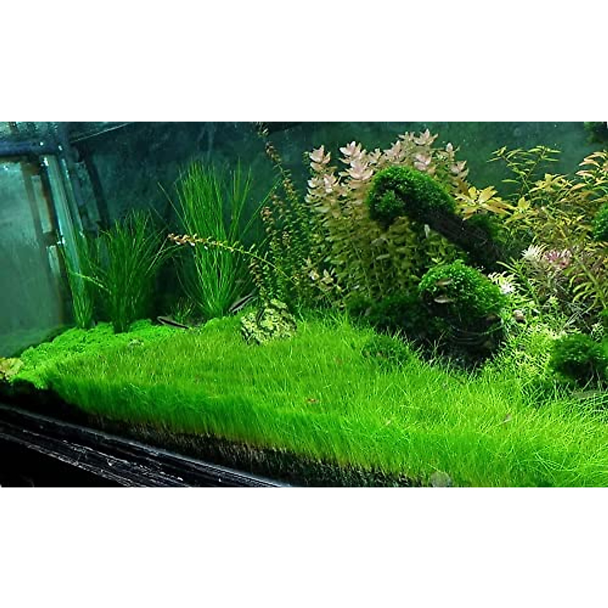 Aquarium Plants Live, Dwaf Hairgrass Plant for Growing Indoor, 1 Clump, Ornaments Perennial Garden Simple to Grow Pot
