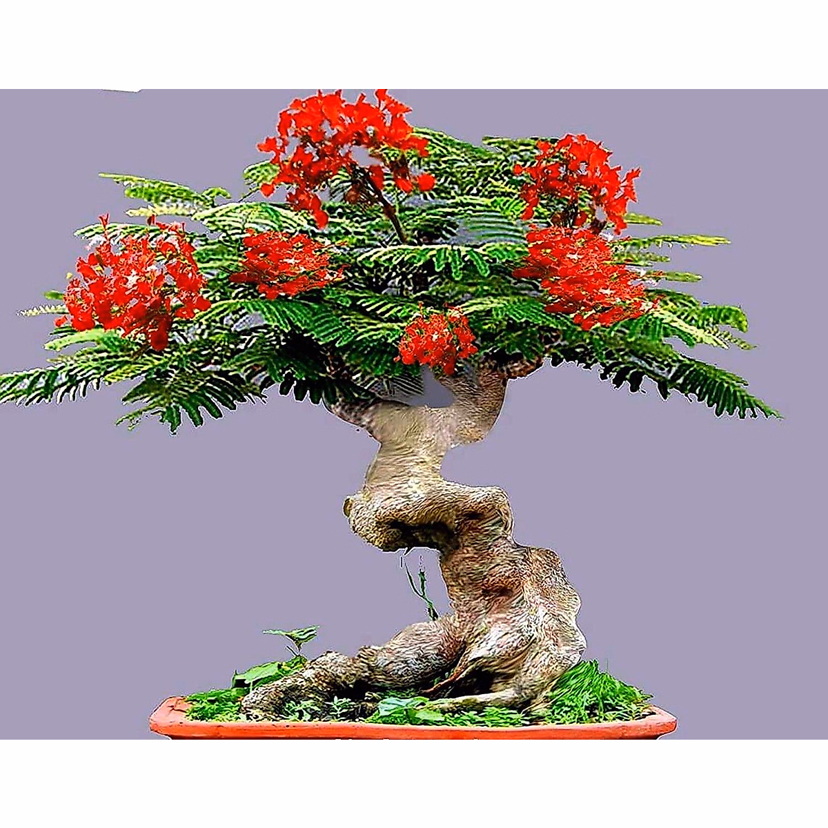 Bonsai Flamboyant Flame Tree Seeds to Grow | 20 Seeds | Delonix regia, Prized Flowering Tropical Bonsai Tree Seeds