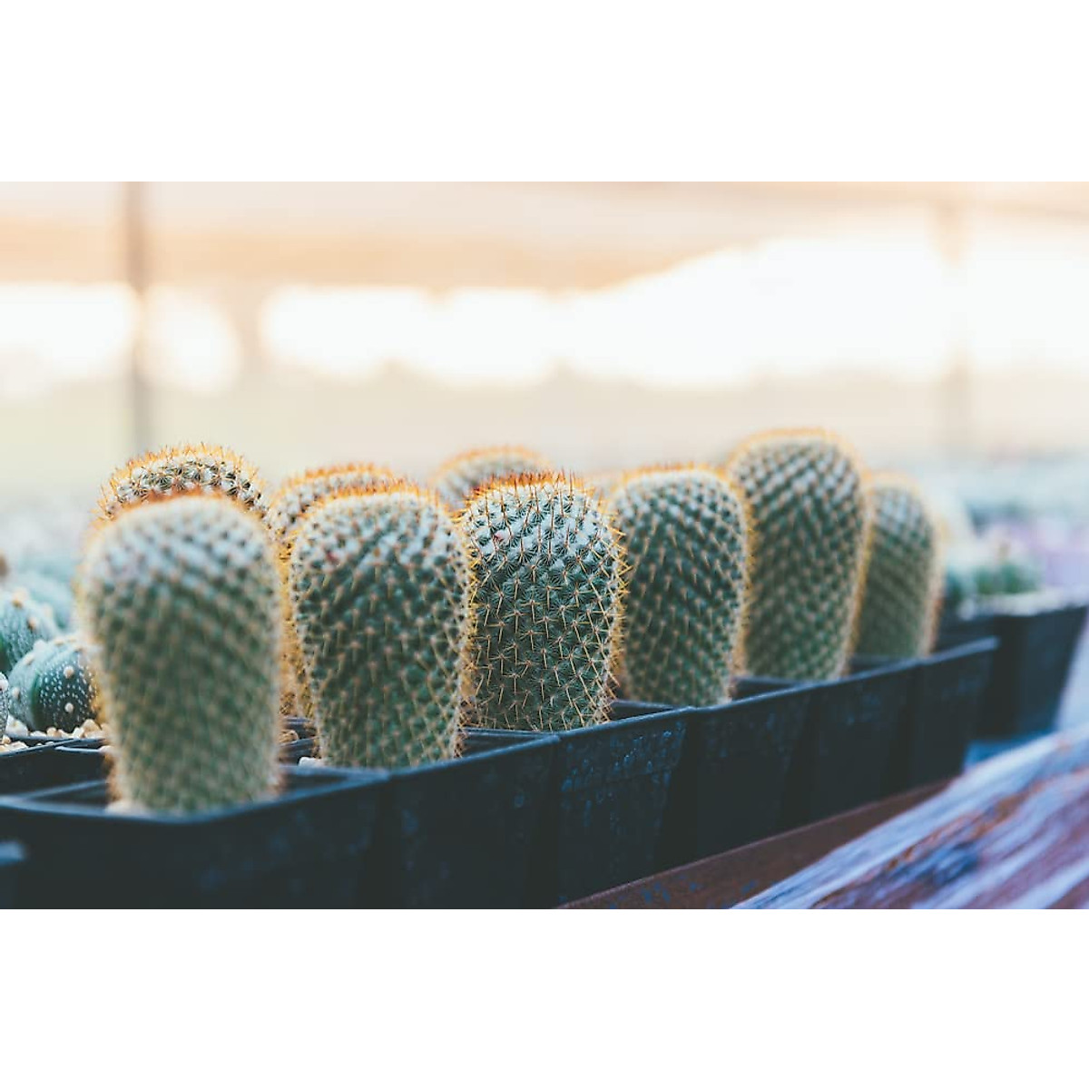 30 Thumb Cactus Seeds - Mammillaria matudae Cacti Seeds - Ships from Iowa, USA - Grow Exotic Succulent Cacti Bonsai