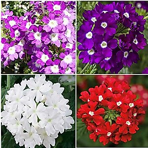 100+ Mix Moss Verbena Seeds Flower Violet Annual Garden