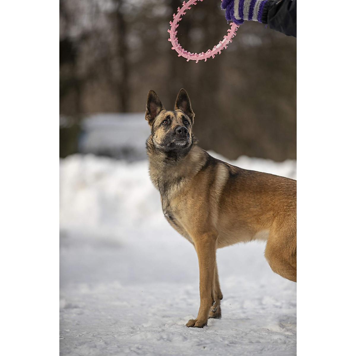 DentapupⓇ Dental Dog Toy Cleaning Teething Chew Ring with Teeth for Medium to Large Breed Dogs - Tartar & Plaque Remover, Gum Massager & Mouth Cleaner for Fresh Breath, Made in USA - Pink