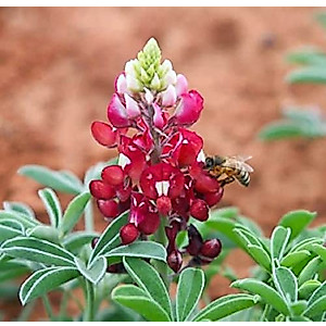 David's Garden Seeds Flower Native Texas Bluebonnet Maroon 4288 (Maroon) 100 Non-GMO, Heirloom Seeds