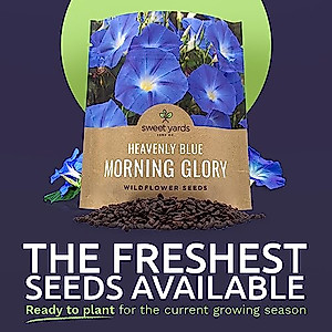 Morning Glory Seeds Heavenly Blue - Large 1 Ounce Packet - Over 1,000 Flower Seeds