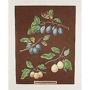 [Plums] Common Damson, White Damson