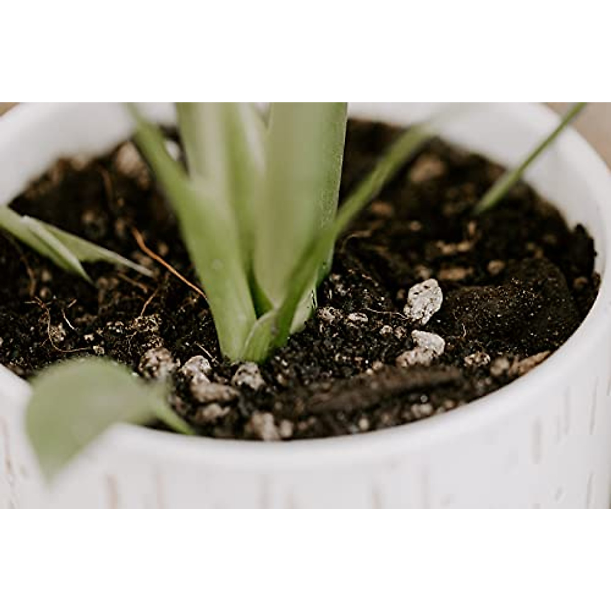 Premium Monstera Potting Soil - Quick Drain Potting Soil for Monstera Deliciosa/Swiss Cheese Plant