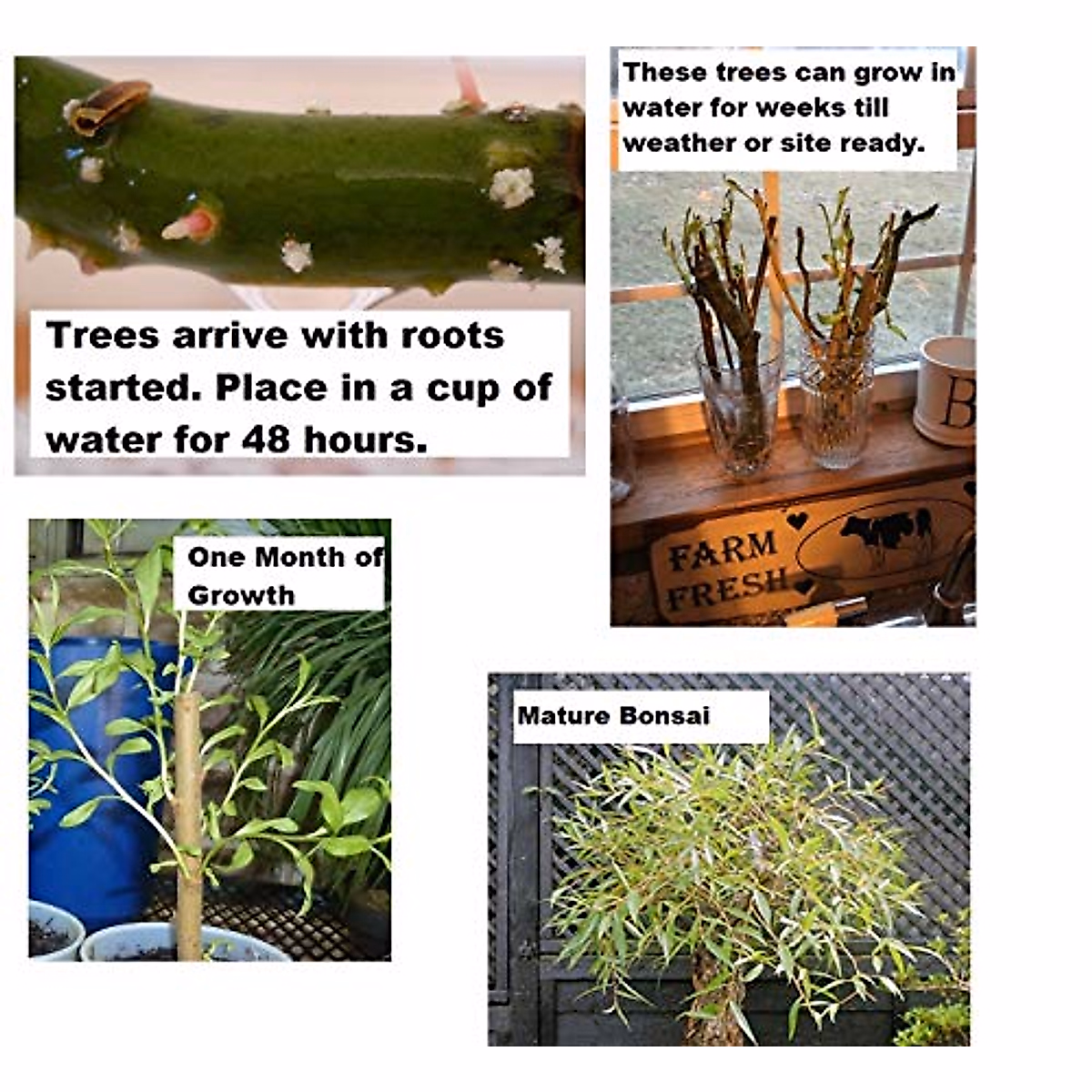 Bonsai Globe Willow Tree - Large Thick Trunk Cutting - Naturally Round & Symmetrical Canopy - Indoor Outdoor Live Bonsai Tree Plant