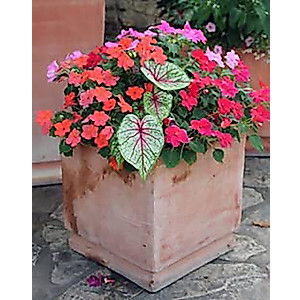 Fancy Leaf Caladium Bulbs - White Christmas - Large Size Root - Elegant White Foliage with Green Veins - Hardy in Zones 9-11 - Perfect for Gardens and Pots