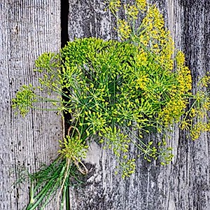"Mammoth Long Island" Dill Seeds for Planting, 1500+ Seeds Per Packet, (Isla's Garden Seeds), Non GMO & Heirloom Seeds, Botanical Name: Anethum graveolens, Great Herb Garden Gift