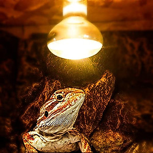 EBENACEAE 250 Watt Chicken Coop Heater BR40 Warm Lamp Heater E26 for Poultry and Livestock Household Planting Animal Husbandry Gathering Warmth Lamp