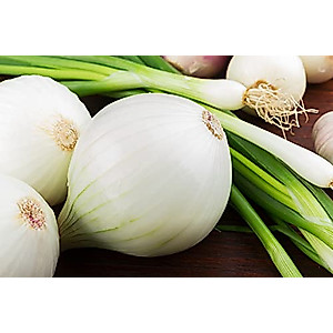 Crystal White Wax Onion Seeds, 500+ Heirloom Seeds Per Packet, (Isla's Garden Seeds), Non GMO Seeds, Botanical Name: Allium cepa