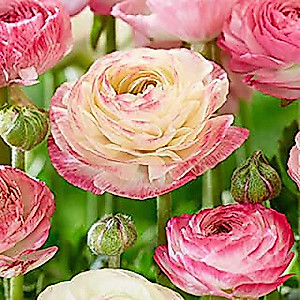 Pink French Ranunculus Corms - 12 Largest Size Corms Bulbs