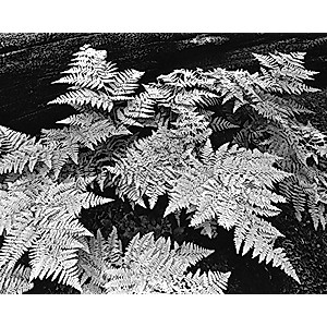 Autumn Ferns, Zumwalt Meadows (#1)