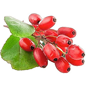 Goji Berry Seeds to Grow - 10 Seeds - Grow an Exotic Fruit Bearing Tree - So Fun. Mustr Try!