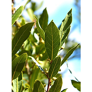 Swẹẹt Bay Leaf Plạnt Lịvẹ – Bay Laurel Trẹẹ – 4 to 6 Inches in Height