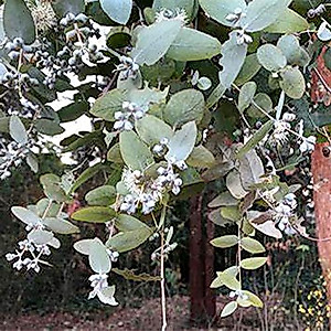QAUZUY GARDEN 25 Seeds Eucalyptus Cinerea Argyle Apple Mealy Stringbark  Silver Dollar Tree Seeds for Planting-Easy to Grow & Maintain
