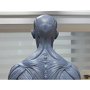 NSKI 1:6 30cm Resin Human Skeleton Anatomical Model Anatomy Skull Sculpture Head Body Muscle