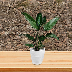 Ipetboom Reptile Tree Bark Lizard Climbing Platform Botanical Decor Plant Decorations Leopard Gecko Costume Snake Hiding Place Reptile Bark Platform Turtle Climbing Bark Natural Animal Cork