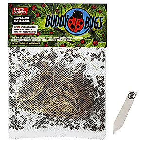 1500 Pre-Fed Live Ladybugs | BuddyBugs | Hippodamia Convergens | Guaranteed Live Delivery | for Aphid Control and Other Insects + THCity Stake