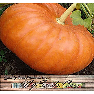 Big Pack (80-90+) Dill Atlantic Giant, Casper White, Cinderella Rouge VIF D'Etampes, & Jarrahdale Blue Pumpkin Seeds - Non-GMO Seeds by MySeeds.Co (Big Pack - Pumpkin Mix II)