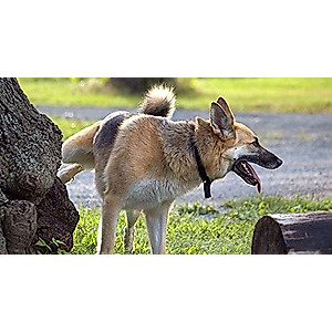 PET SUPPLEMENTS Urinary Tract Supplement for Dogs - Dog Urinary Tract Support - Powerful Complex - Chews - Corn Silk Dogs - 1 Bottle (90 Treats)