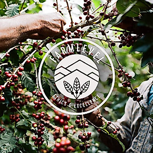 Verve Coffee Roasters Whole Bean Coffee Bronson Blend | French Dark Roast, Direct Trade, Resealable Pouch | Enjoy Hot or Cold Brew | Ideal for French Press | 12oz Bag