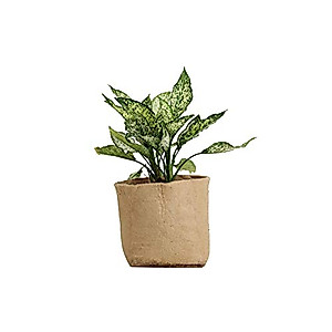 Jute Gardens 5 Pack of I Gallon Biodegradable Grow Pot Nursery Pots - Growing Plants - Plastic Free - Flowers Vegetable Planter - Potting Bags - Jute Fabric - Planting - Smart Design Pots