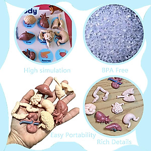 8PCS Human Organs Model Mini Human Body Parts Anatomy Toys for Kids, Anatomy Models Physiology Study Tools Students Sciences Learning Kit