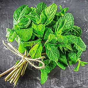 Gaea's Blessing Seeds - Mint Seeds - Non-GMO Seeds with Easy to Follow Planting Instructions - Spearmint - 90% Germination Rate