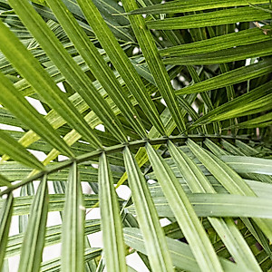 United Nursery Majesty Palm Live Plant, Outdoor and Indoor Live Palm Tree, Low Maintenance Easy Care Outdoor Indoor Tropical Palm Tree 3 Feet Tall Shipping Size