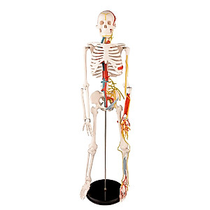 Ultrassist Human Anatomical Skeleton Model, 34" Half Life Size Human Skeleton Replica with The Heart, Spinal and Peripheral Nerves, Veins and Arteries, Vascular Human Skeleton for Human System Study