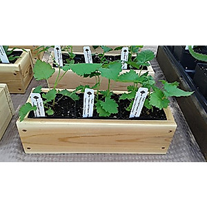 BlackBerry Plants "Prime-Ark Freedom" Price Includes Four (4) Plants