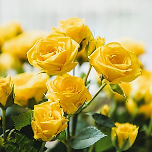 300+ Mix Rare Rose Seeds Multicolored Flower Non-GMO Heirloom Garden Home for Planting to Grow (White Blue Pink Purple)