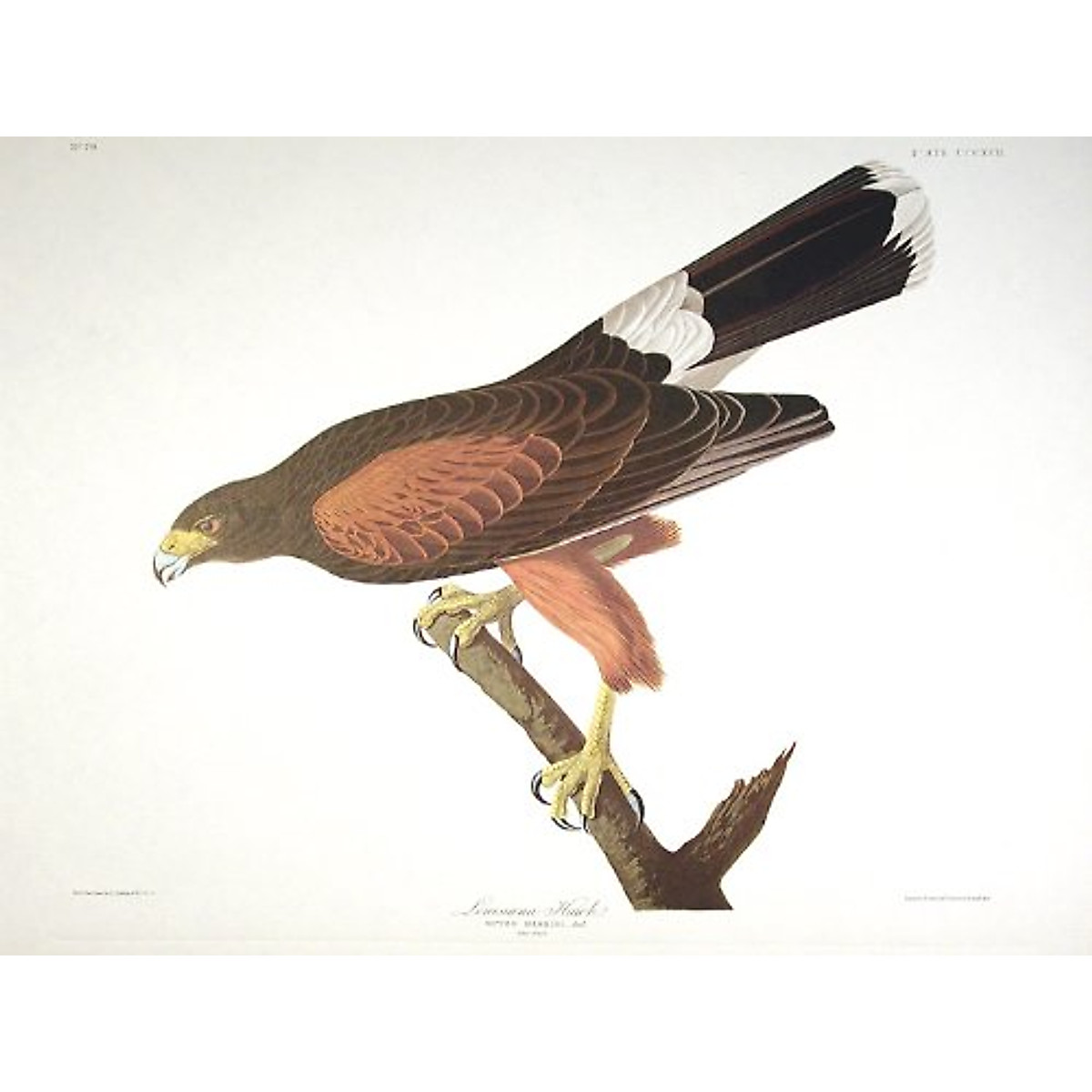 Louisiana Hawk. From"The Birds of America" (Amsterdam Edition)