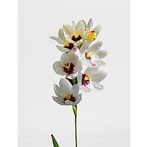 Votaniki African Corn Lily Mix Bulbs - Long Blooming and Easy to Grow, Ixia Mixed Bulbs for Planting - Perennial Lily Flower | Unique and Showy Flowers for Borders, Beds and Cut Flower (12 Pack)