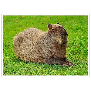 Ddfghei Capybara In The Grass Cute Animal Poster Print Art Picture 9231 Canvas Prints Poster Wall Art For Home Office Decorations Unframed 18"x12"