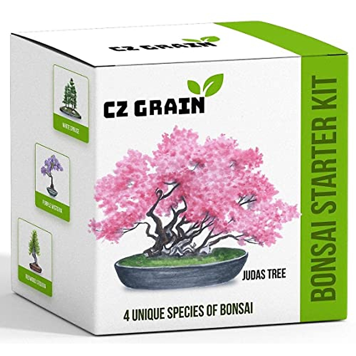 Bonsai Tree Kit - Grow 4 Types of Bonsai Tree from Seed - Highly Desired Species