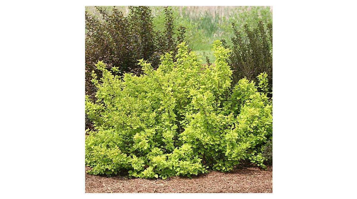 Proven Winner Ninebark Festivus Gold - Premier Plants