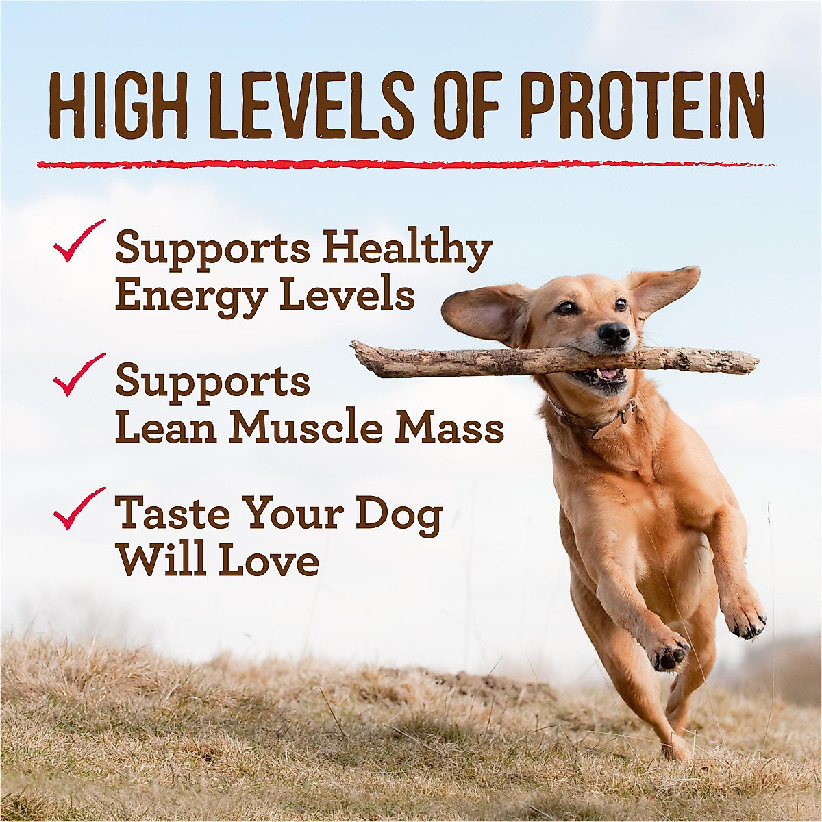 Merrick Grain Free Wet Dog Food, Premium Gluten Free Canned Adult Dog Food, Thanksgiving Day Dinner - (Pack of 12) 12.7 oz. Cans